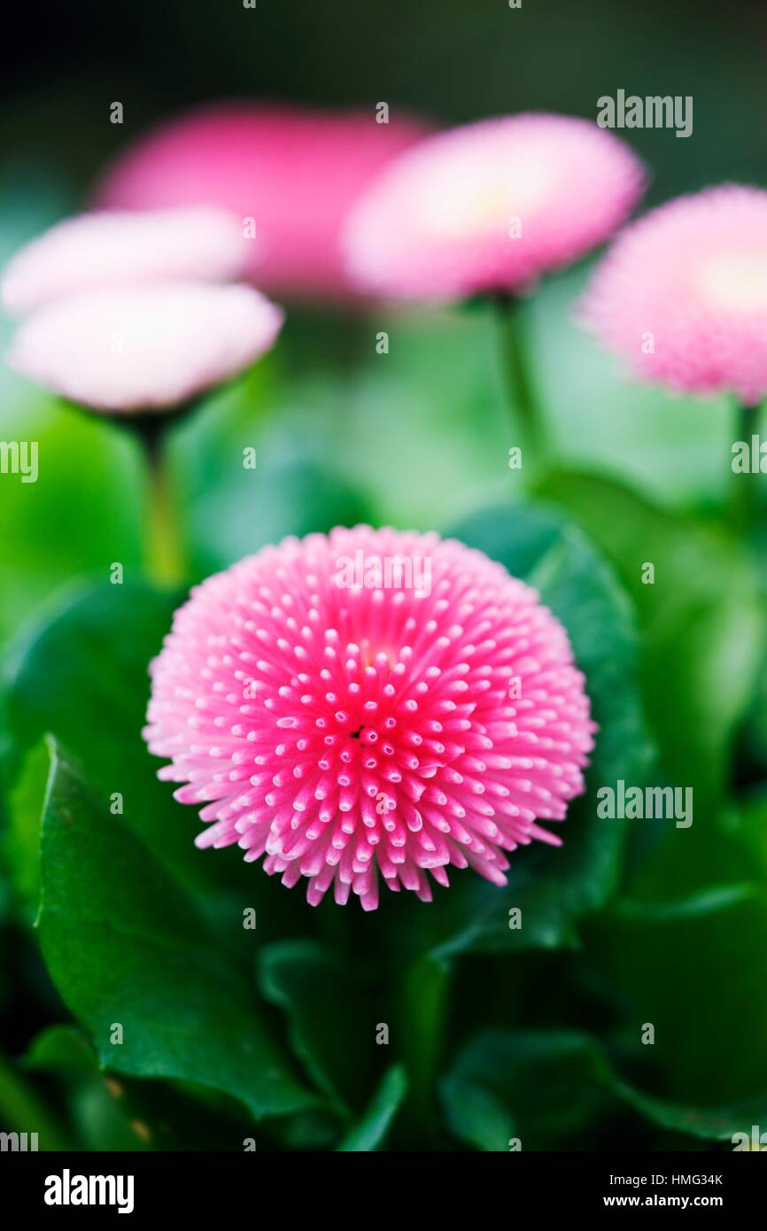 Bellis perennis variety bellissima rose hi-res stock photography and ...