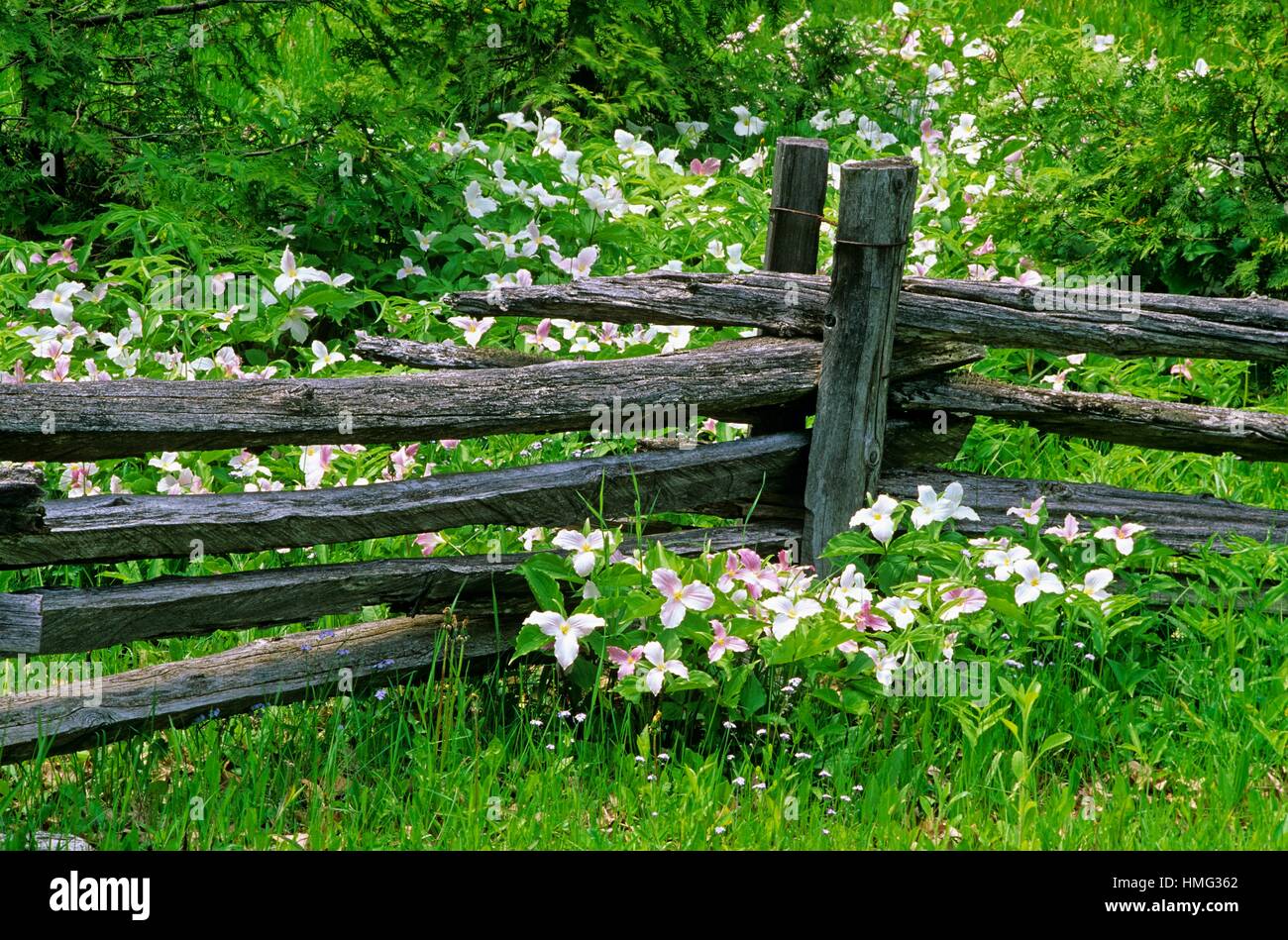 Farm split rail fence hi-res stock photography and images - Alamy