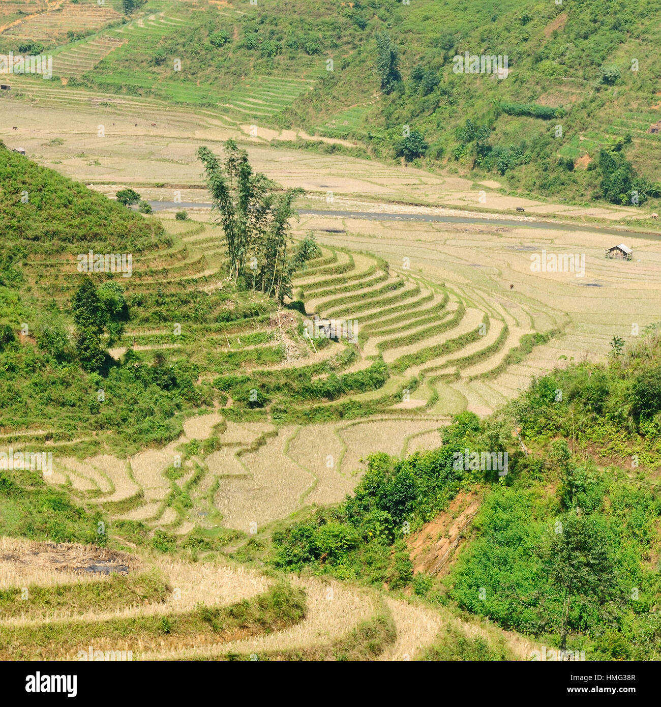 VIetnam - Rice Paddy on the Mountain near Sapa Stock Photo - Alamy