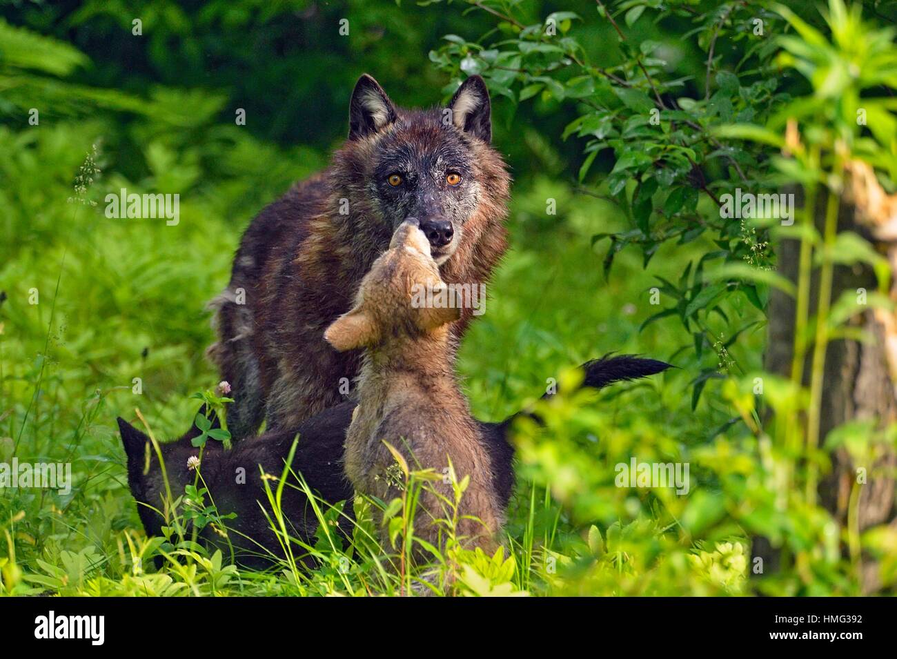 Black wolf melanistic hi-res stock photography and images - Alamy