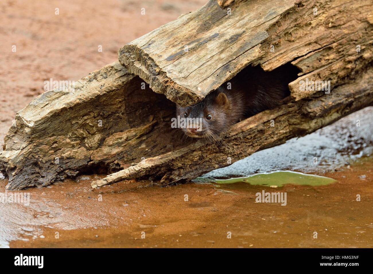 Baby mink hi-res stock photography and images - Alamy