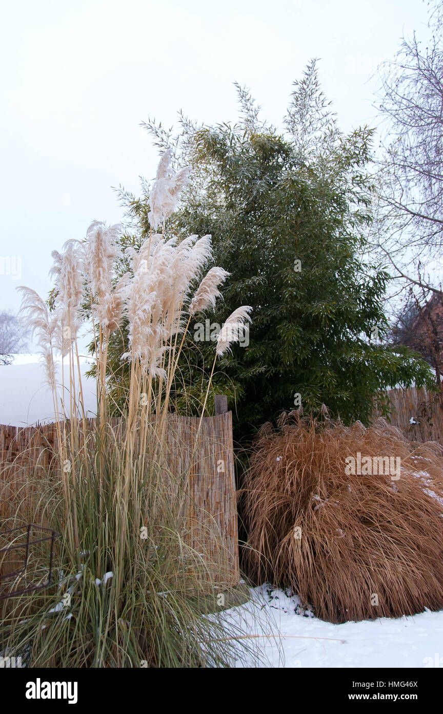 Bamboo forest snowy rural hi-res stock photography and images - Alamy