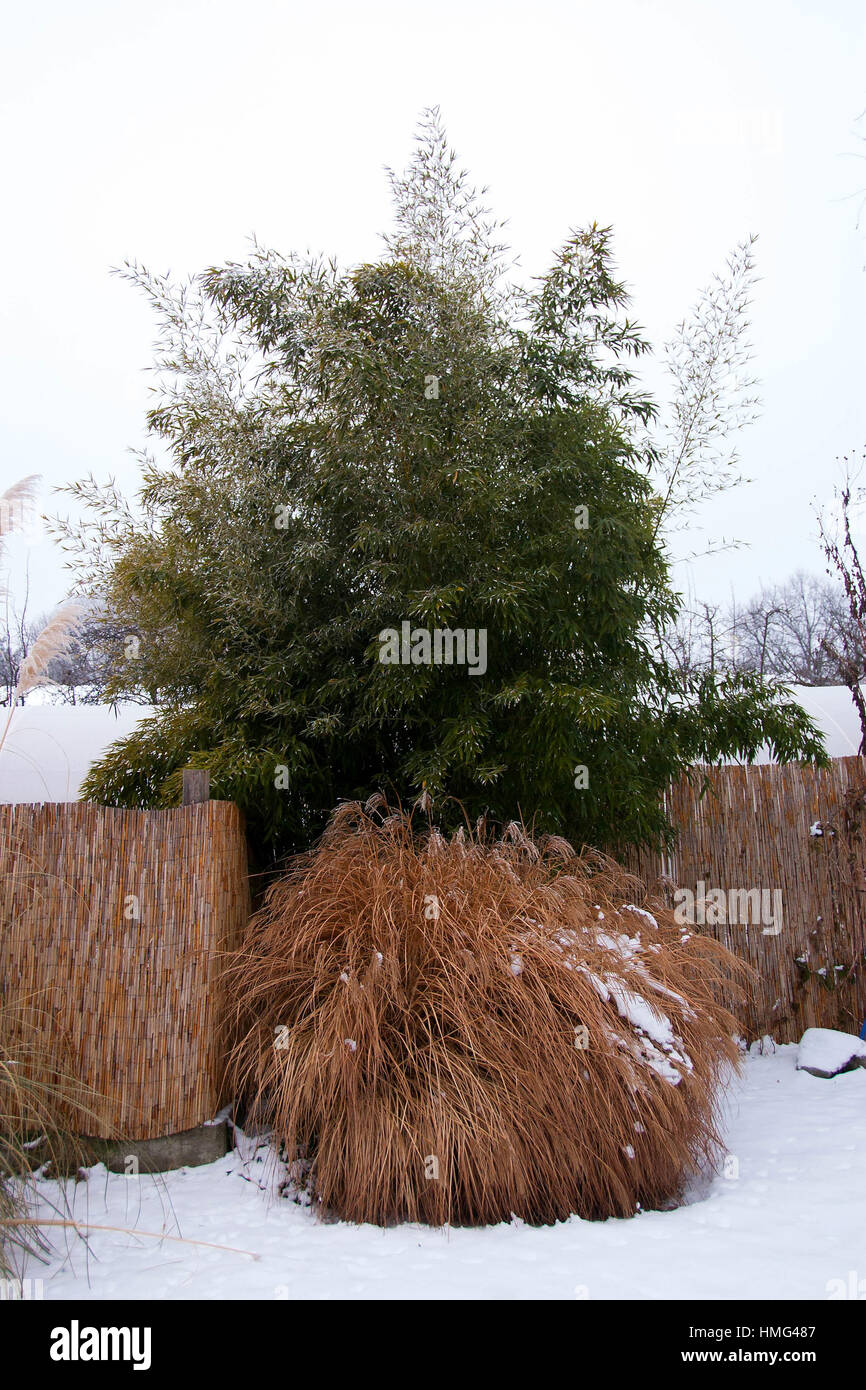 Frosty bamboo hi-res stock photography and images - Alamy