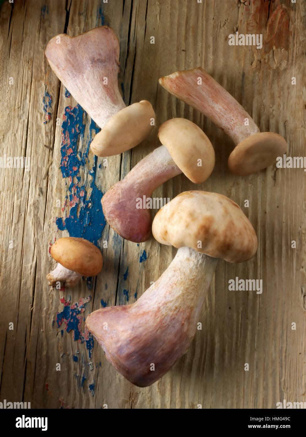 Fresh blue foot mushrooms hi-res stock photography and images - Alamy