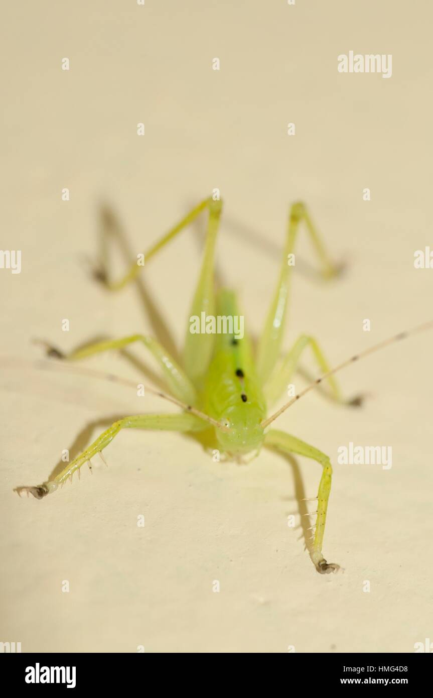Orthoptera Order High Resolution Stock Photography and Images - Alamy