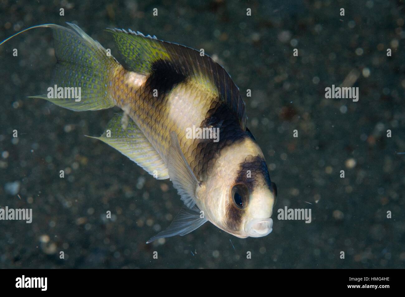 Black Damsel High Resolution Stock Photography and Images - Alamy
