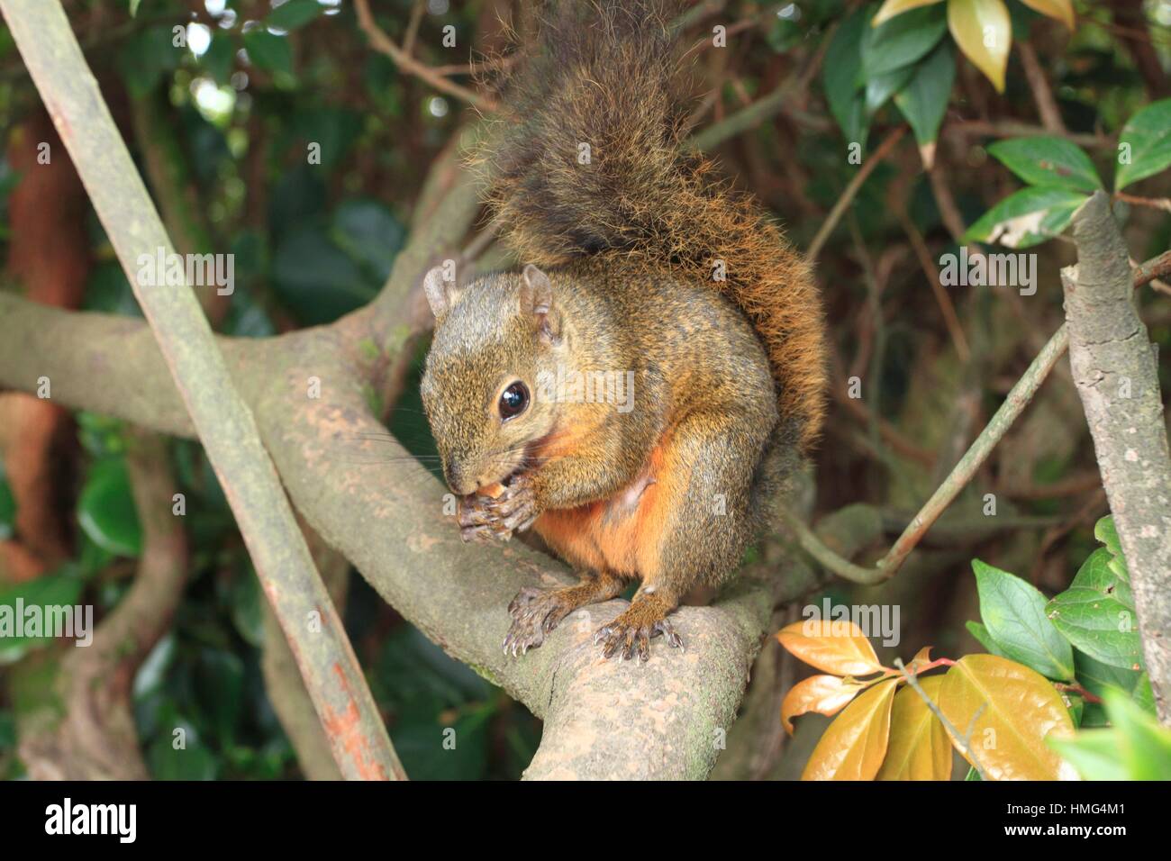 Ardilla pigmea hi-res stock photography and images - Alamy
