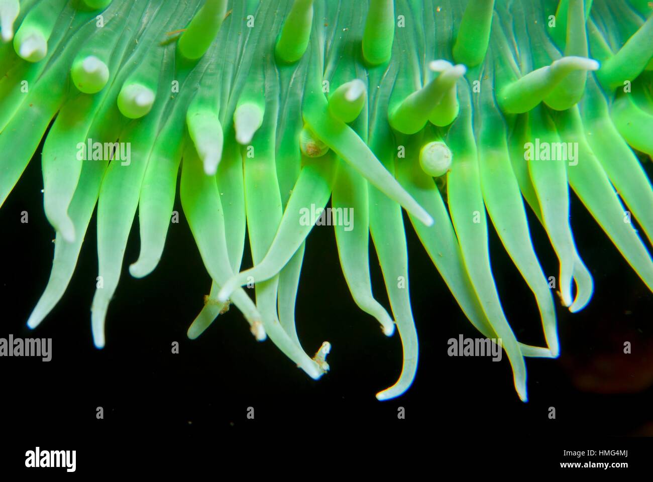 Giant green anemone ( Anthopleura xanthogrammica), Oregon Coast ...