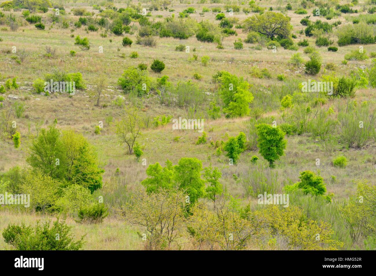 Scrubland species hi-res stock photography and images - Alamy