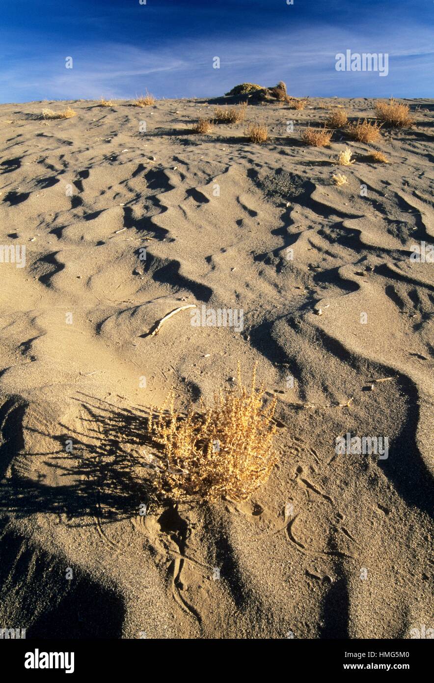 Sand dunes wilderness study area hi-res stock photography and images ...