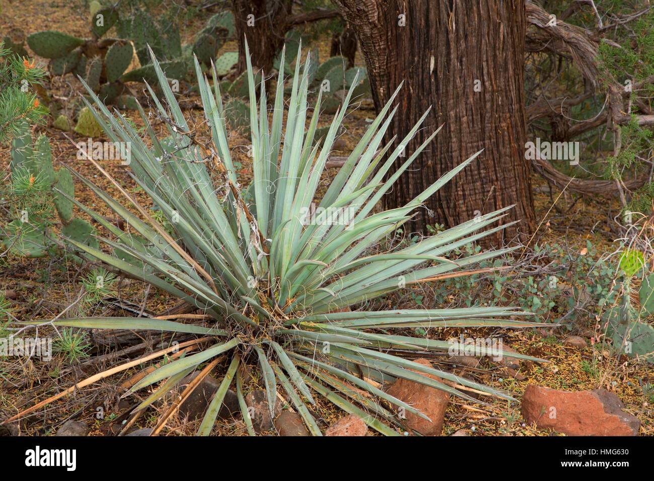 Yucca in Oak Creek Canyon along Huckaby Trail, Coconino National Forest ...