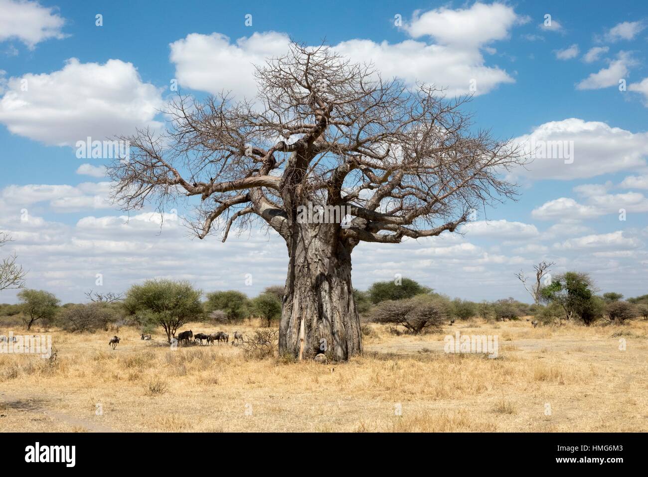 Baobab tree (Adansonia digitata) in the savannah Tarangire National ...