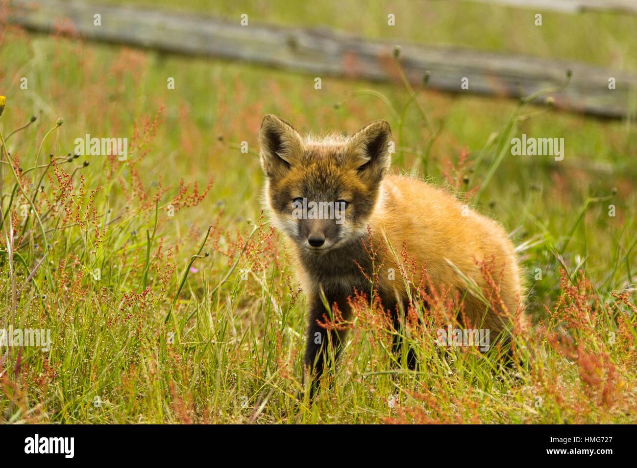 Island kit fox hi-res stock photography and images - Alamy