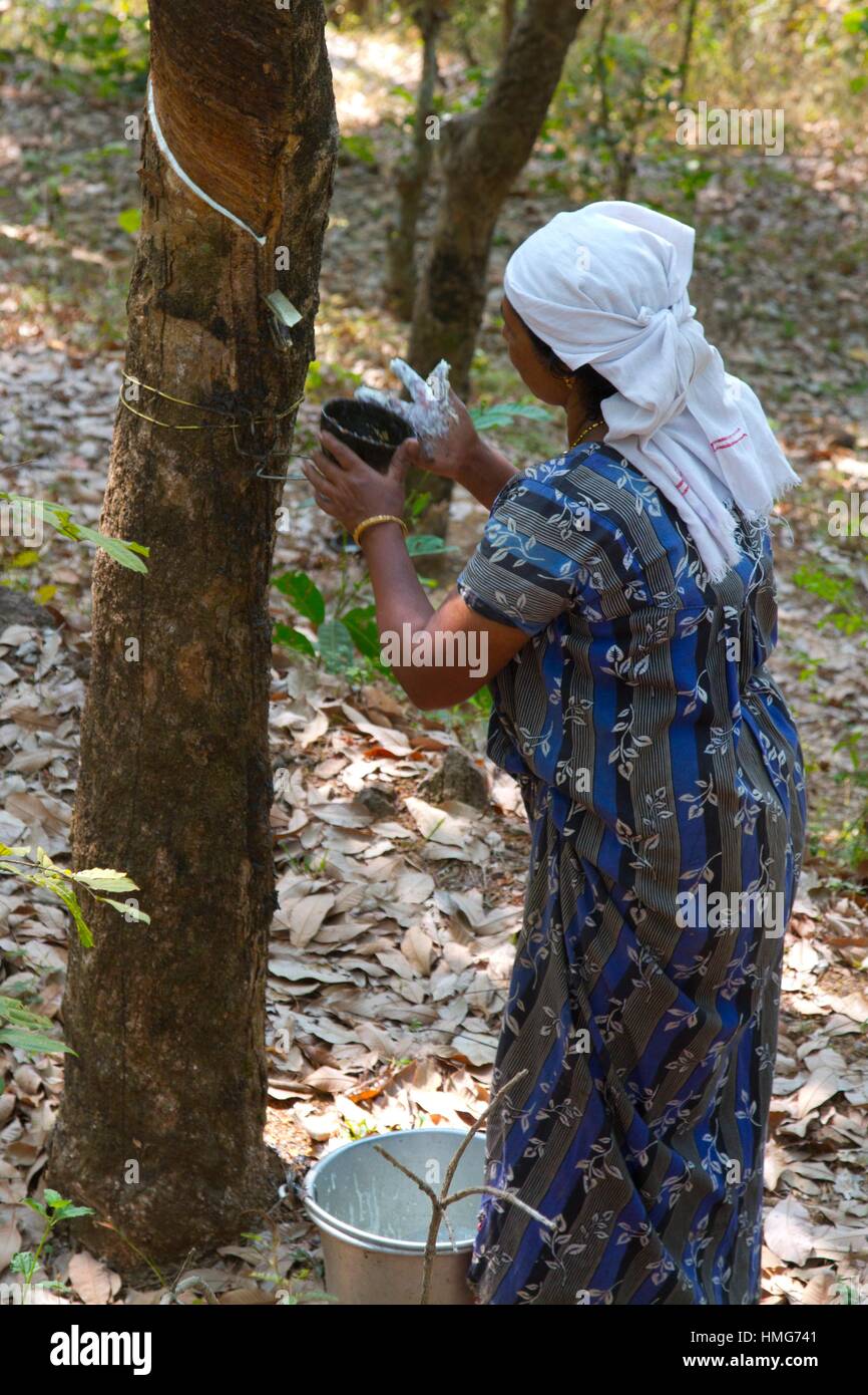 Rubber cultivation hi-res stock photography and images - Alamy