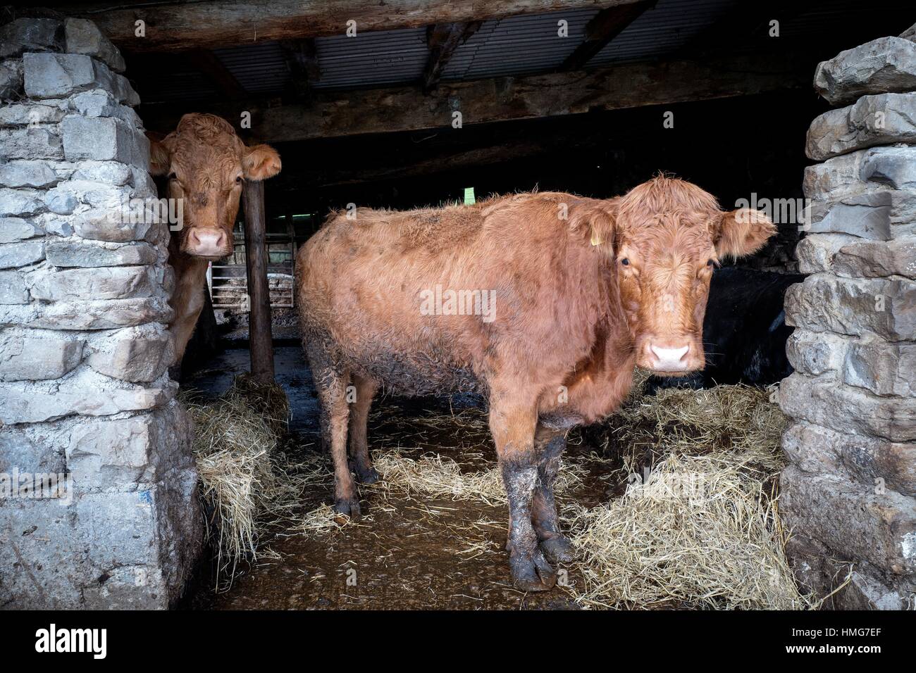 Highland Cow In North Yorkshire High Resolution Stock Photography and ...