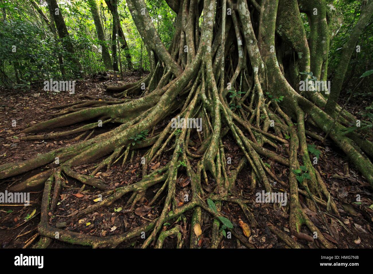Roots, Monteverde Cloud Forest Reserve, Costa Rica Stock Photo - Alamy