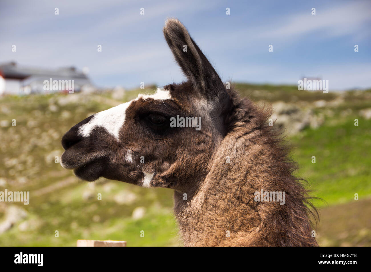 The llama is a domesticated South American camelid Stock Photo - Alamy