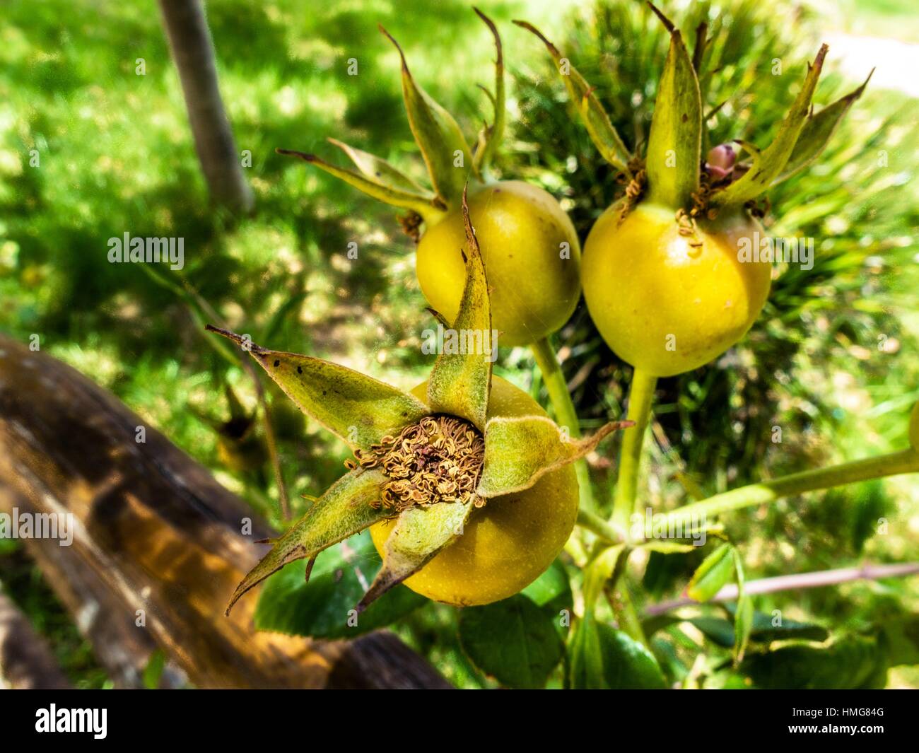 Old and new seed pods hi-res stock photography and images - Alamy
