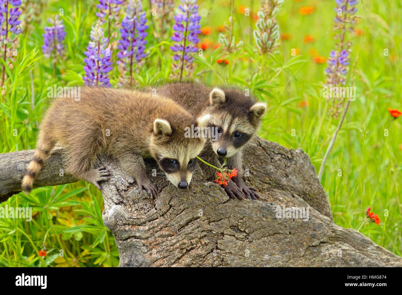 Northern raccoon procyon lotor two hi-res stock photography and images ...