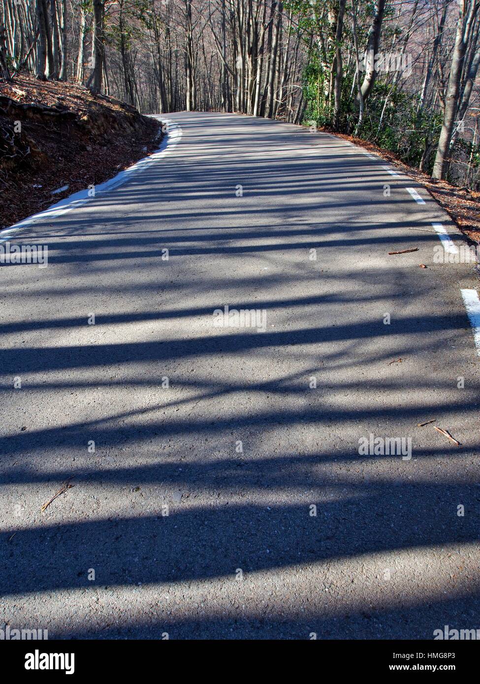 Beech trees shadows over paved road. Montseny Natural Park. Barcelona ...