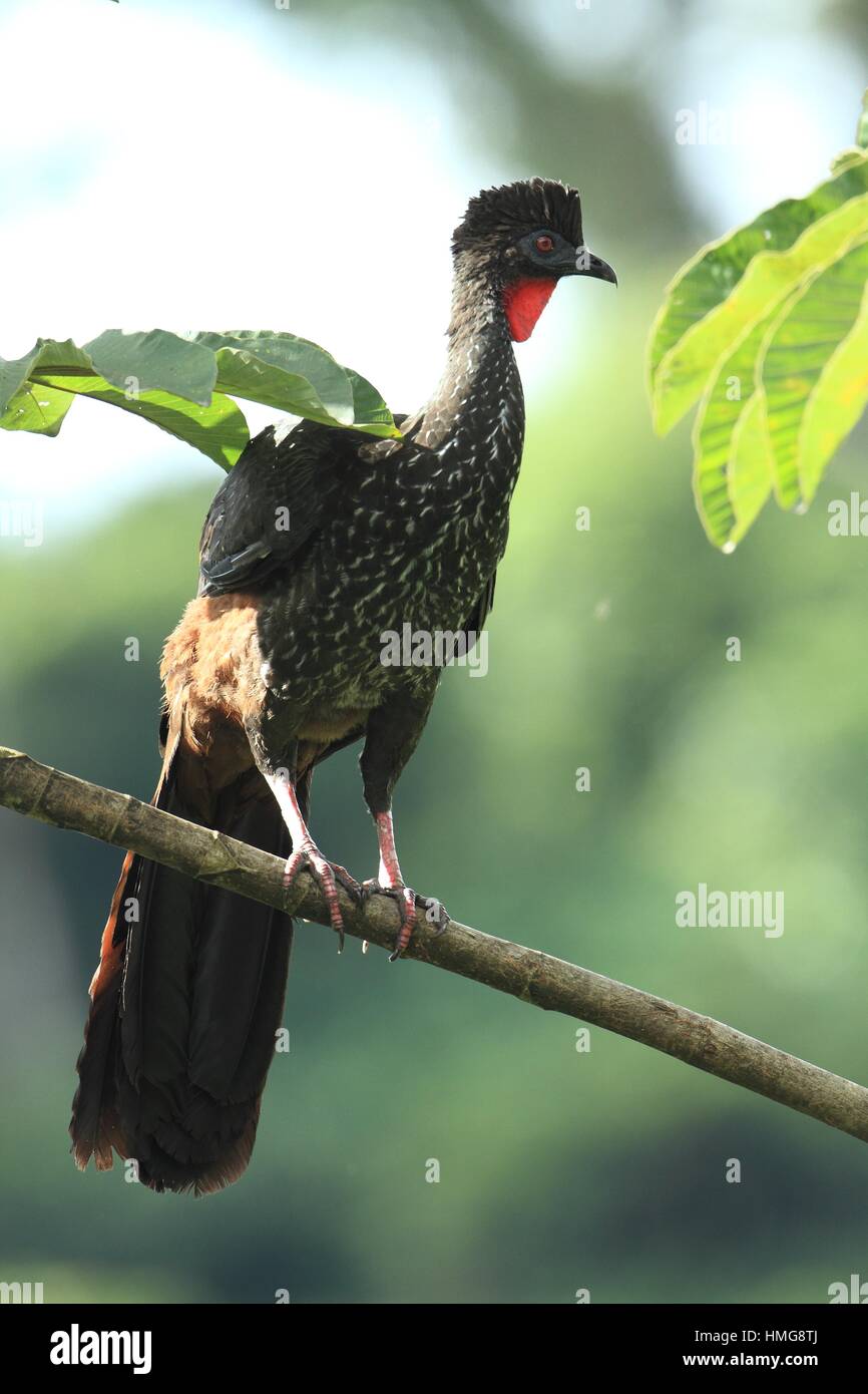Pava Crestada (Crested Guan) en el Parque Nacional Volcan Arenal, Costa ...