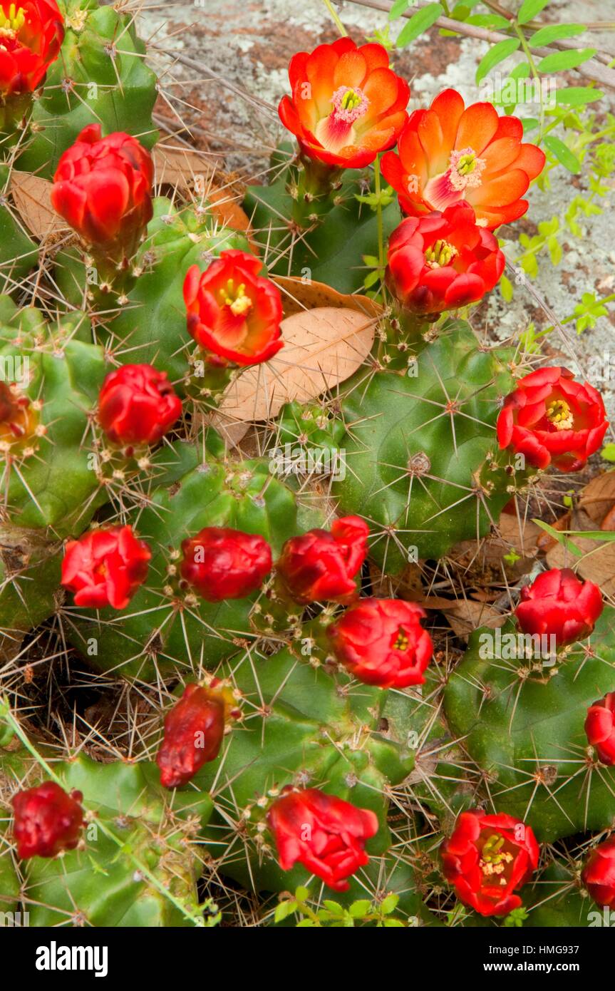 State cactus of texas hi-res stock photography and images - Alamy