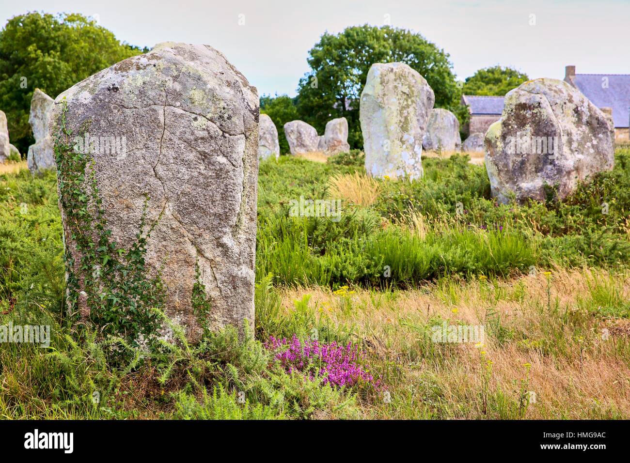 Megalithic alignments of standing stones of Kermario and Menec, Carnac ...
