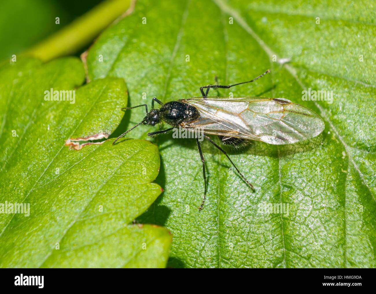 Flying ant order hi-res stock photography and images - Alamy