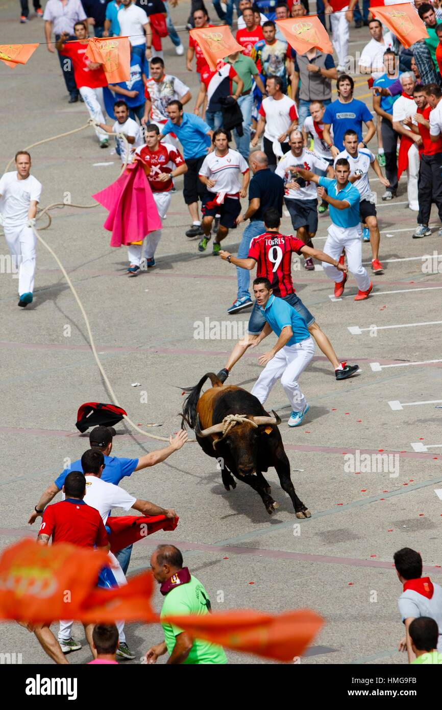 Bull with rope hi-res stock photography and images - Alamy
