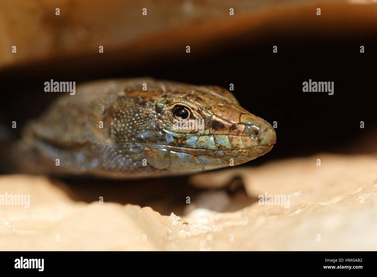 Balearic Wall Lizard Podarcis Lilfordi High Resolution Stock ...