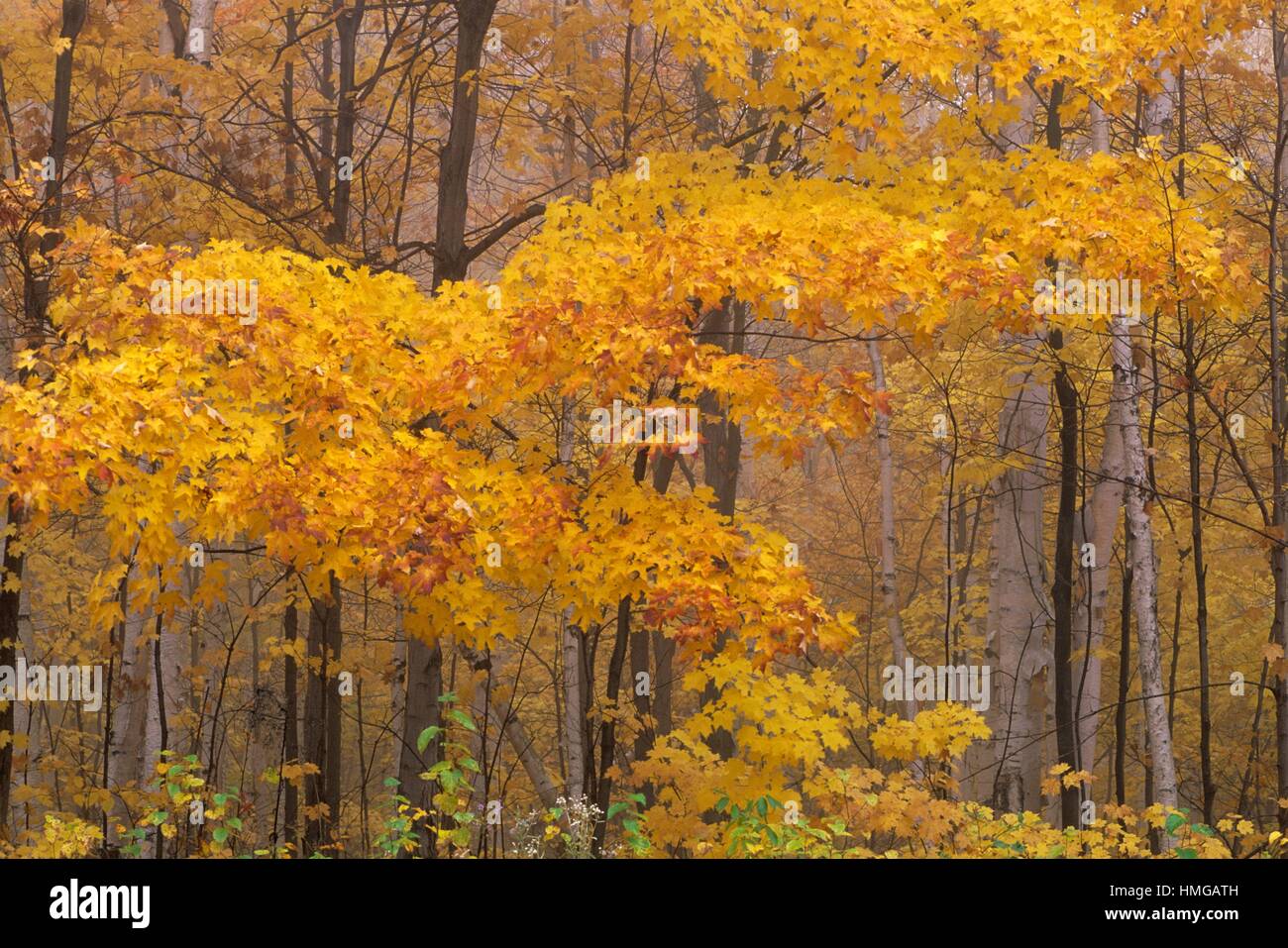 Sugar maple woodland in autumn colour, nar Sandfield, Ontario, Canada ...