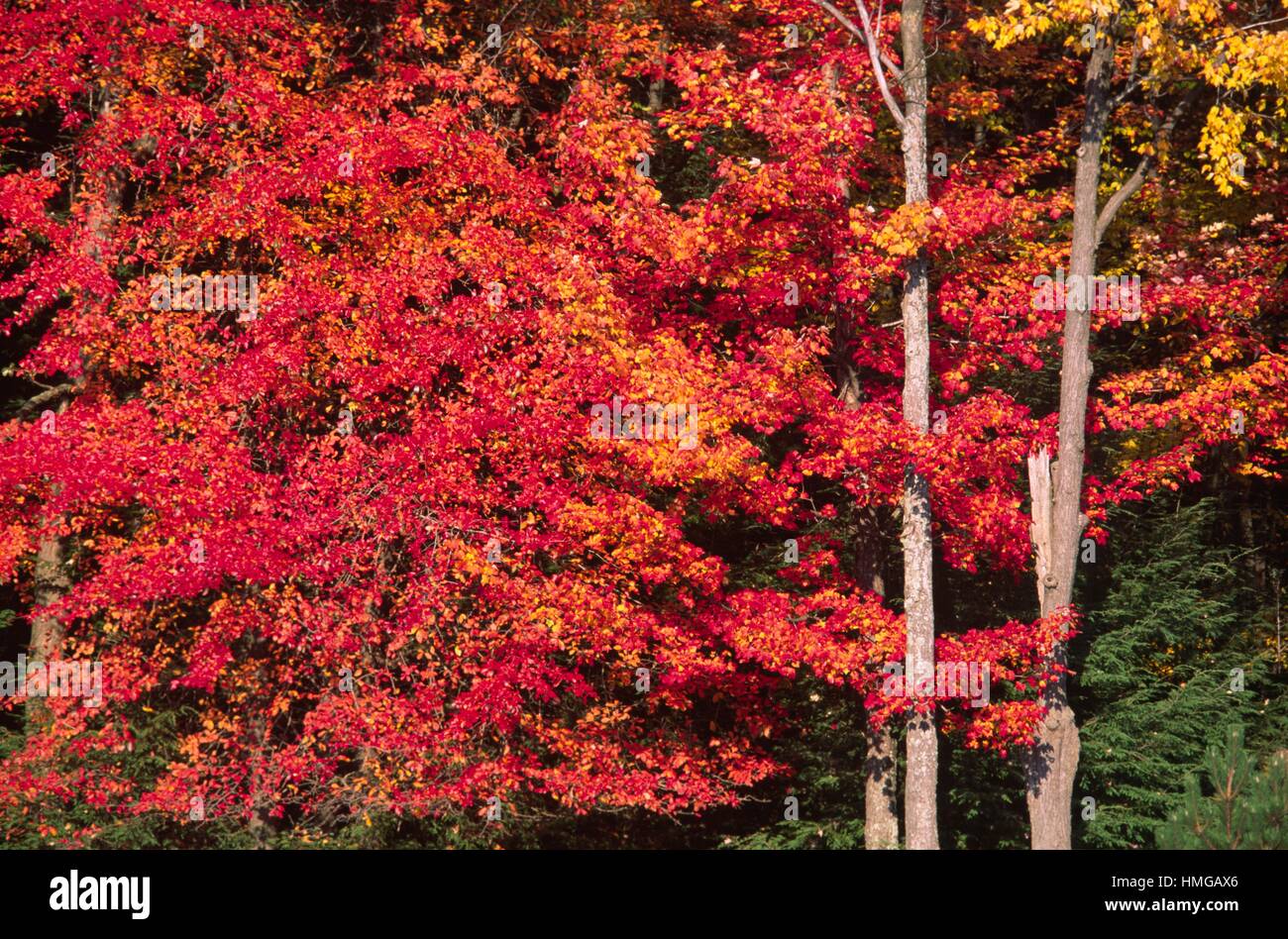 Black gum nyssa sylvatica hi-res stock photography and images - Alamy