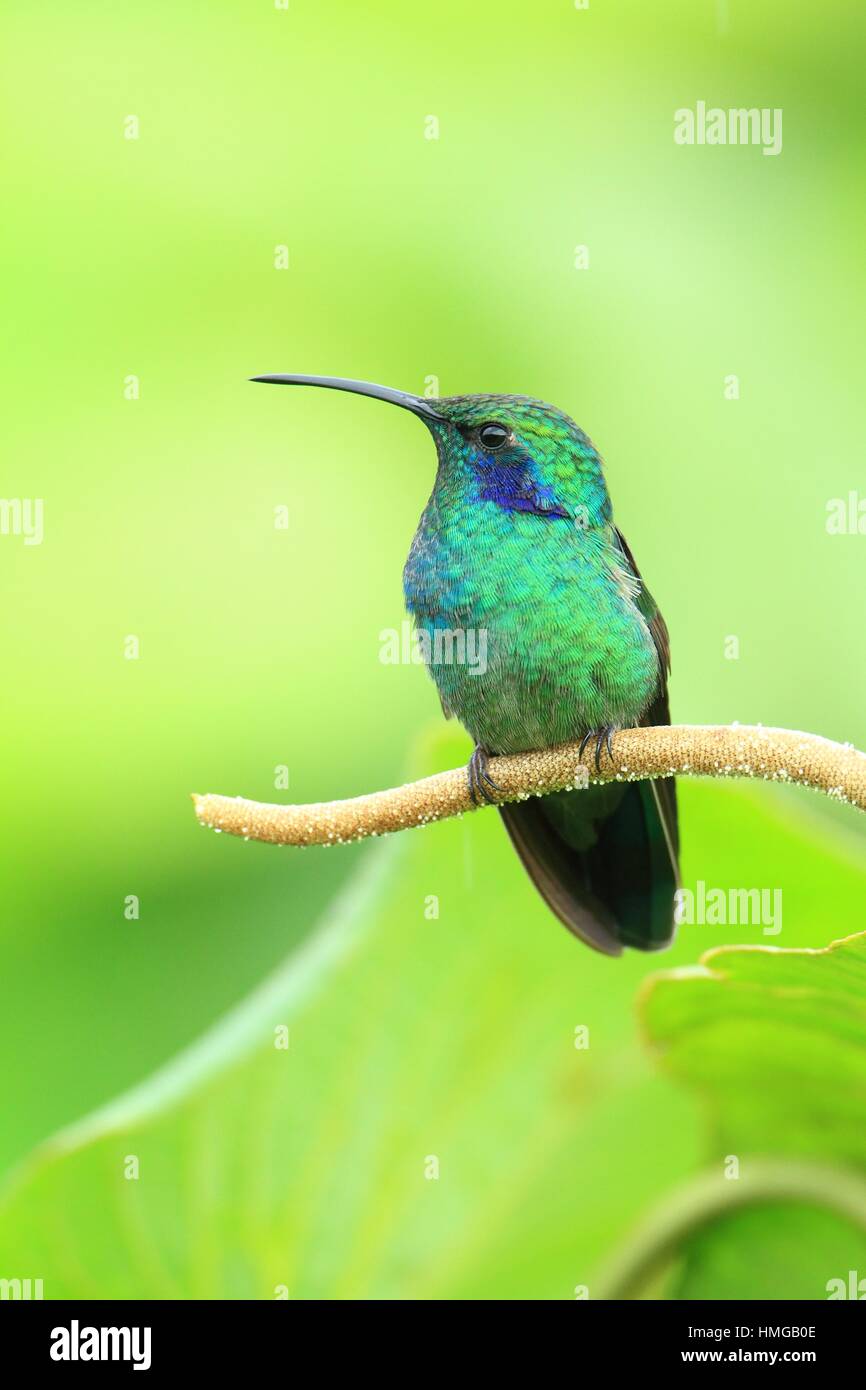 Colibri verde colibri thalassinus hi-res stock photography and images ...