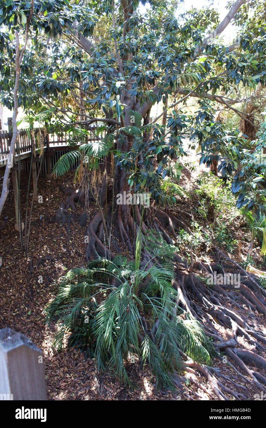 Elaborate root structure of a Moreton Bay Fig Tree in Balboa Park, San ...