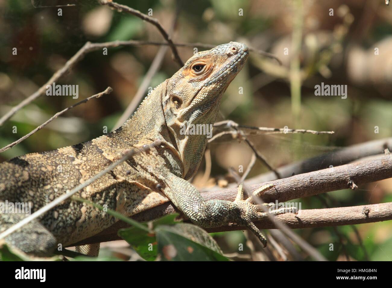 Garrobo hi-res stock photography and images - Alamy