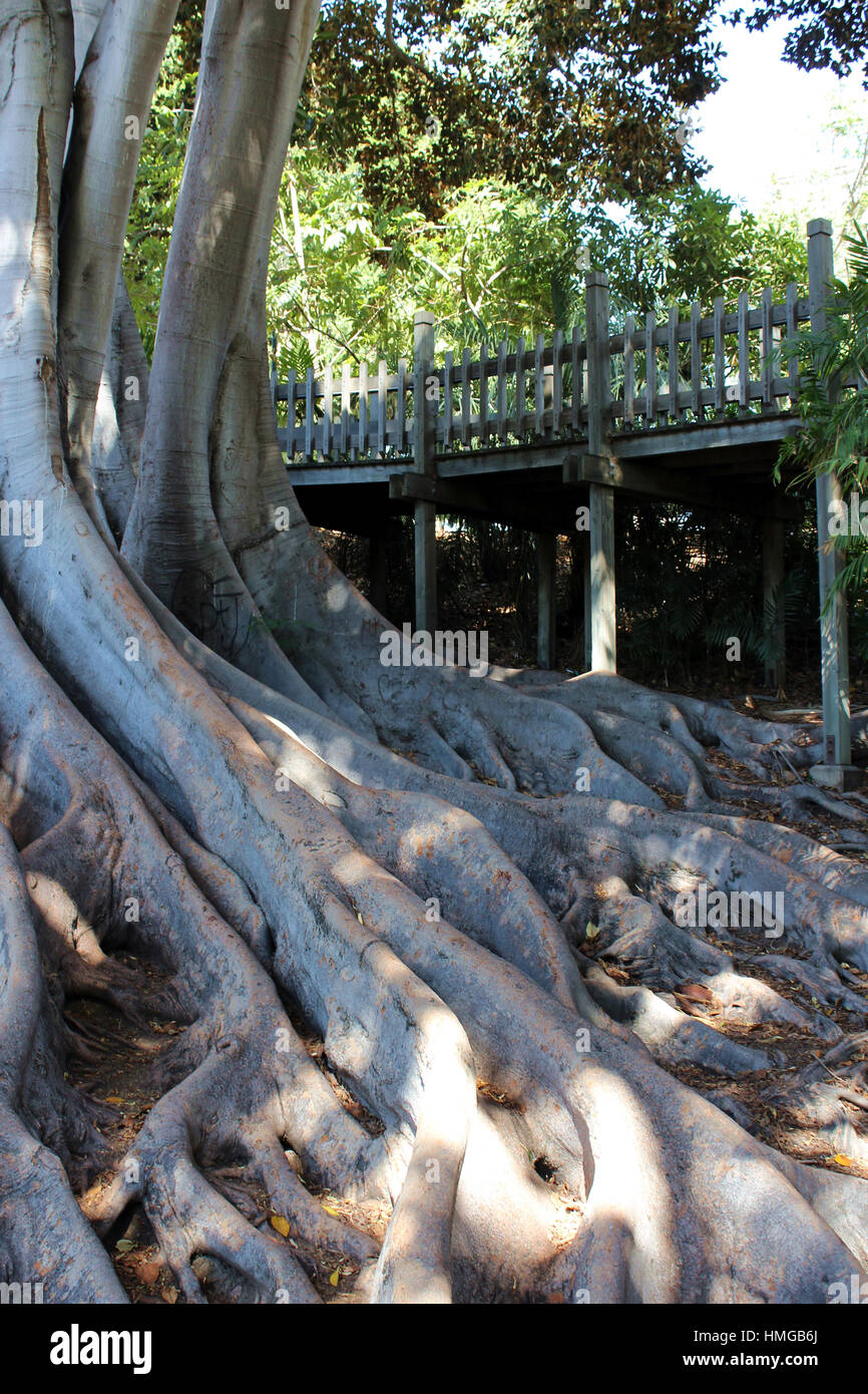 Elaborate root structure of a Moreton Bay Fig Tree in Balboa Park, San ...
