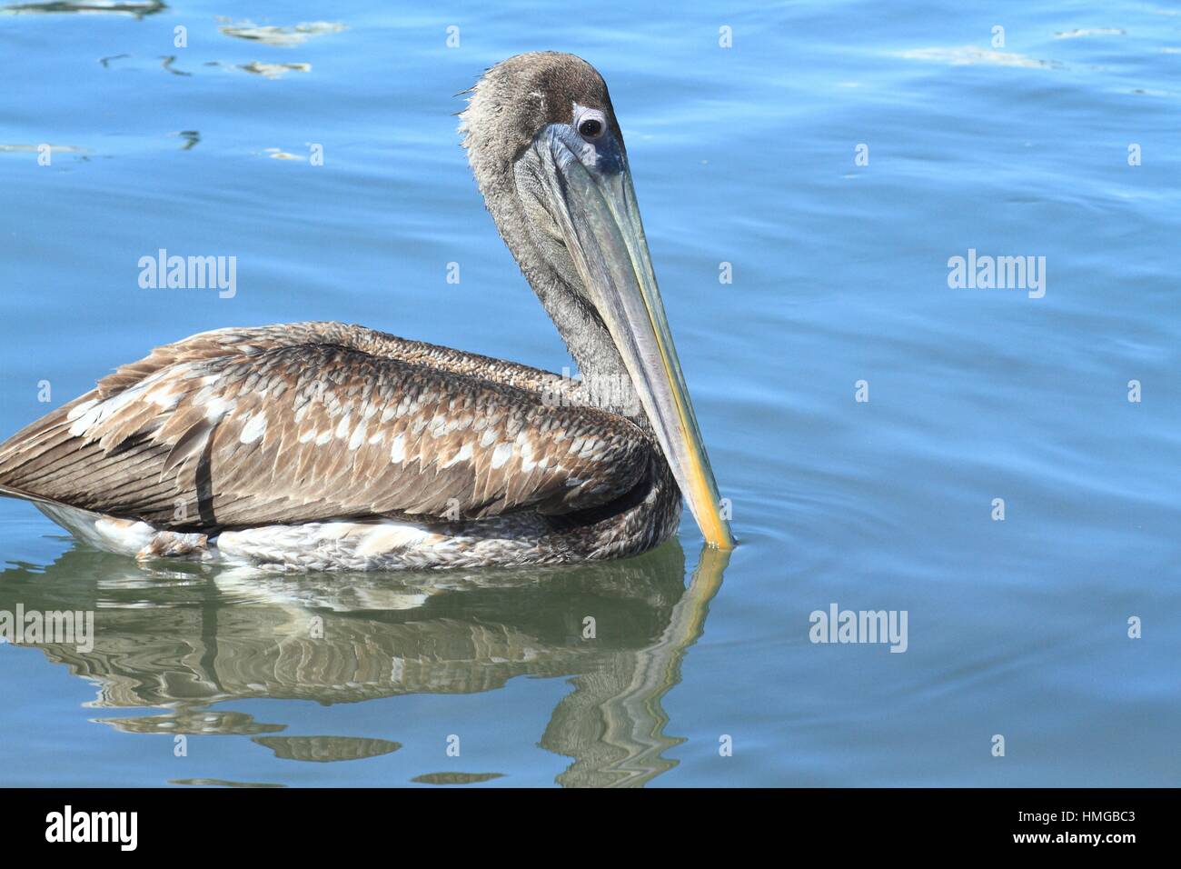 Río pelícano hi-res stock photography and images - Alamy