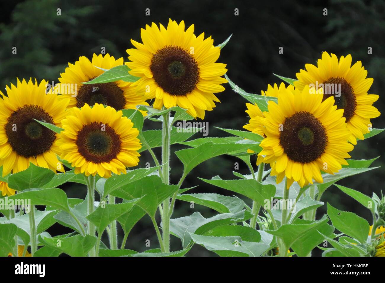Helianthus genus hi-res stock photography and images - Alamy