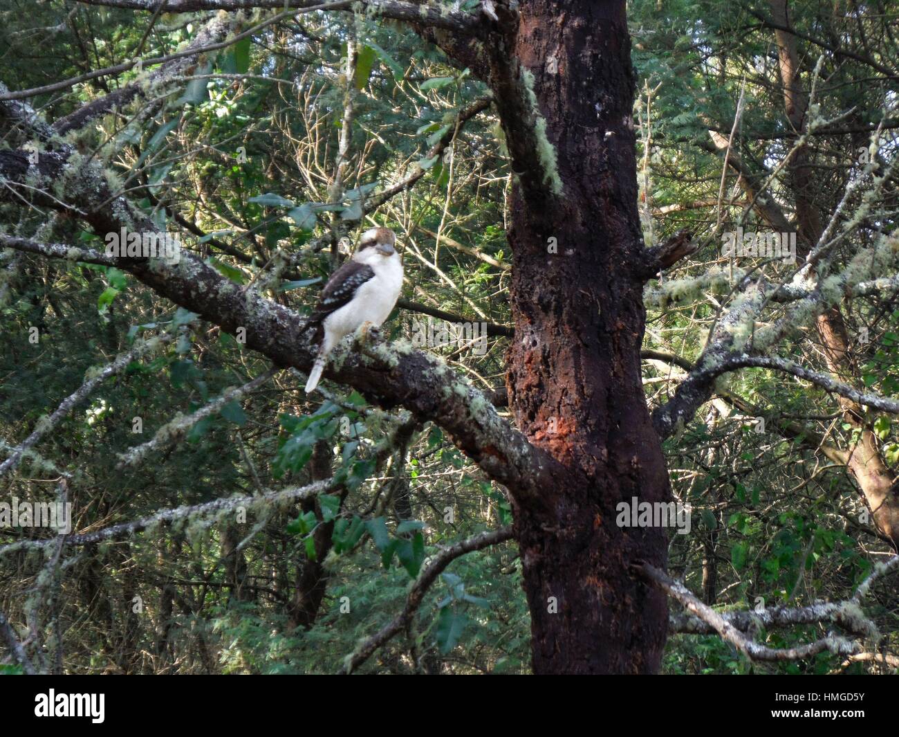 Kookaburra in tree riverside location Australia Stock Photo - Alamy