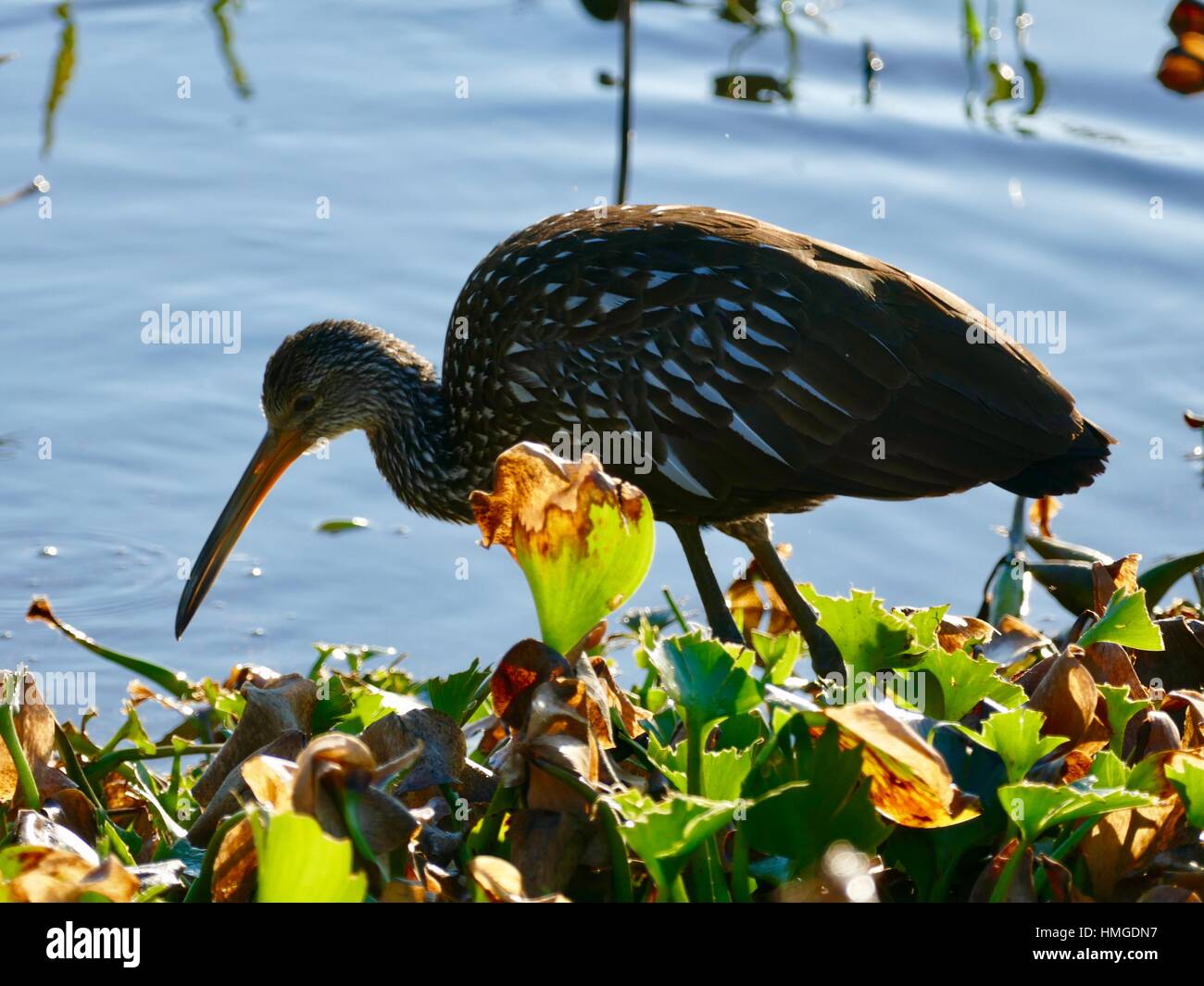 Limpkin (Aramus guarauna) foraging for applesnails in wetland ...