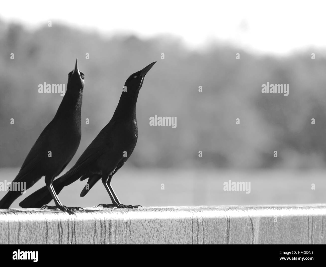Two Blackbirds in Silhouette, Sweetwater Wetlands Park, Gainesville ...
