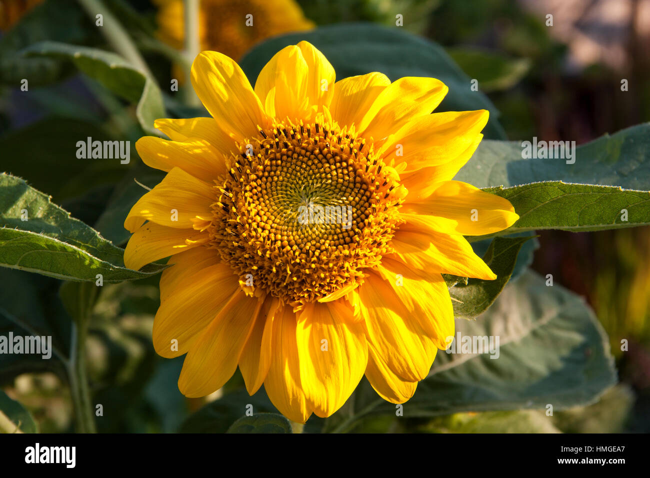 Green sunflower leaves hi-res stock photography and images - Alamy
