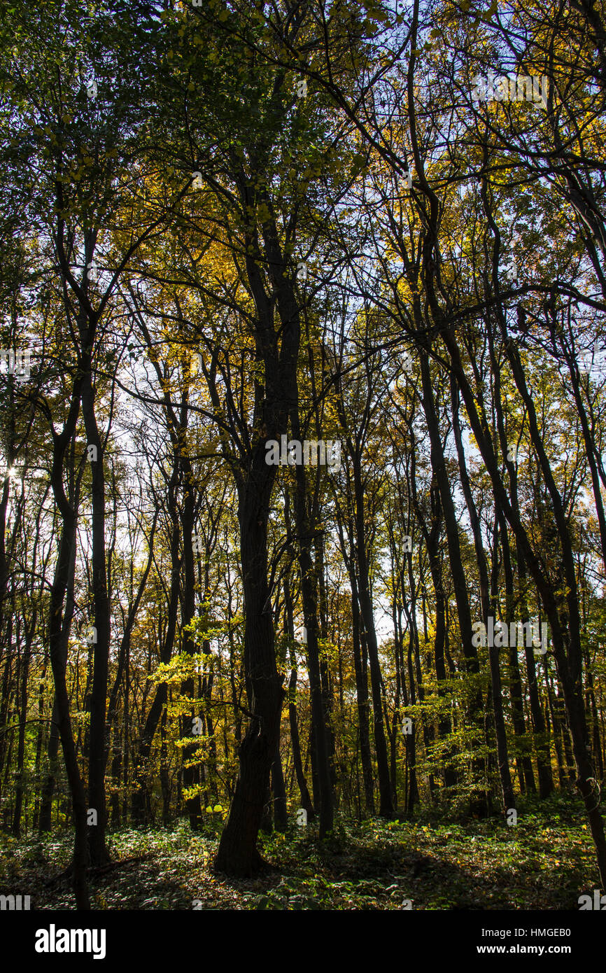 Trees Under The Fall Sun Stock Photo - Alamy