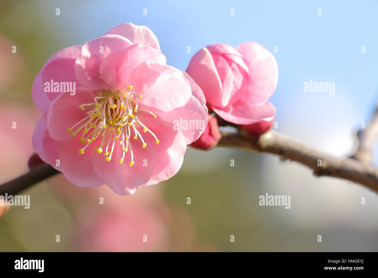 Japanese pink plum close hi-res stock photography and images - Alamy