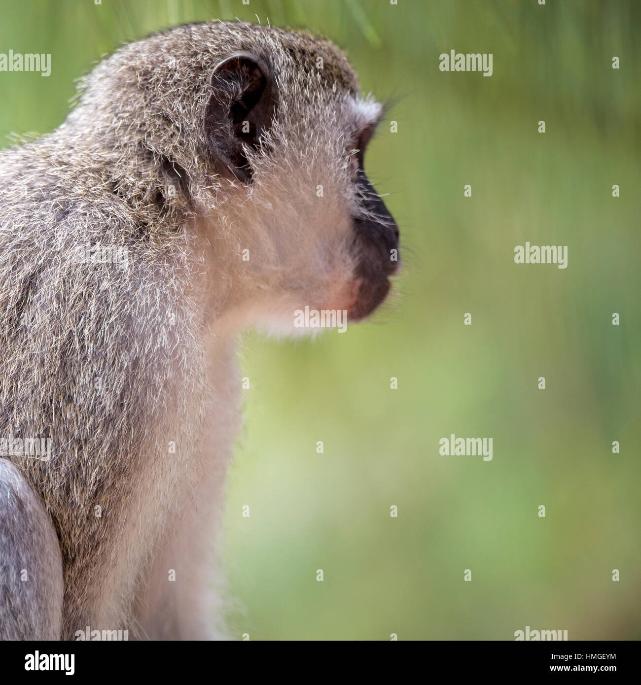 blur in south africa kruger wildlife nature reserve and wild monkey ...