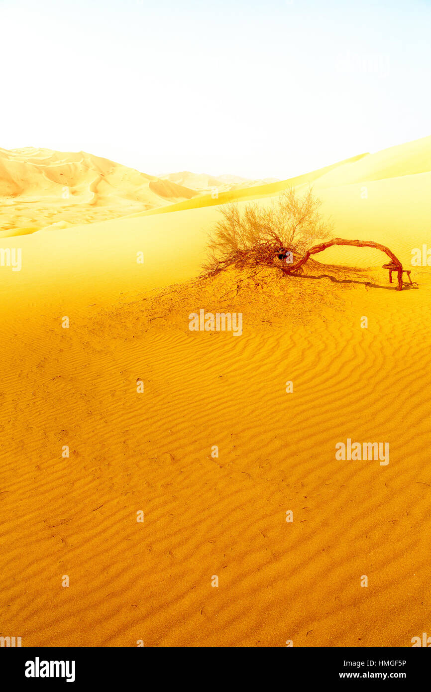 the empty quarter and outdoor sand dune in oman old desert rub al khali ...