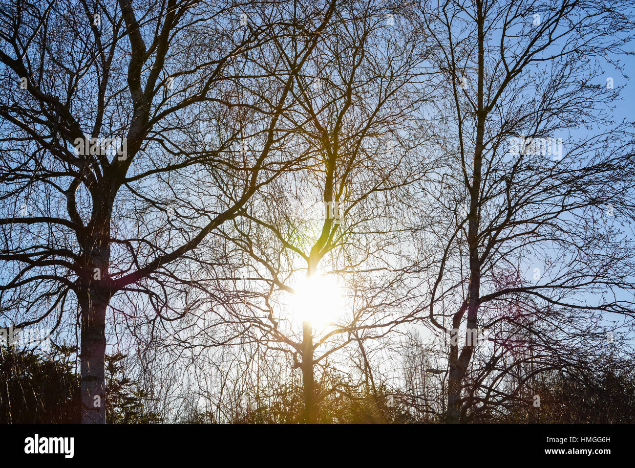 Morning sun in UK winter Stock Photo - Alamy