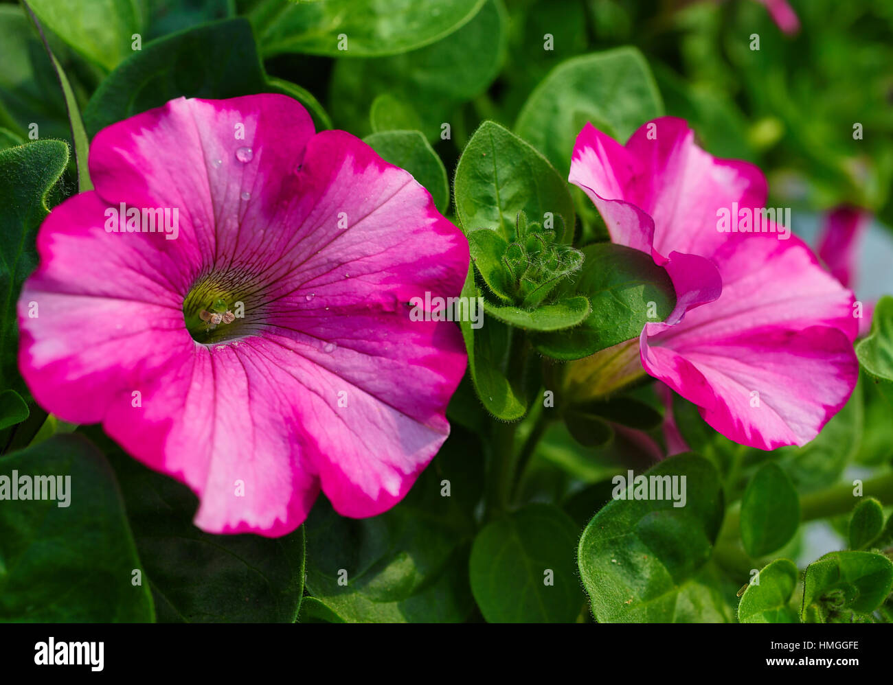 Pretty two toned pink petunias in the home garden Stock Photo - Alamy