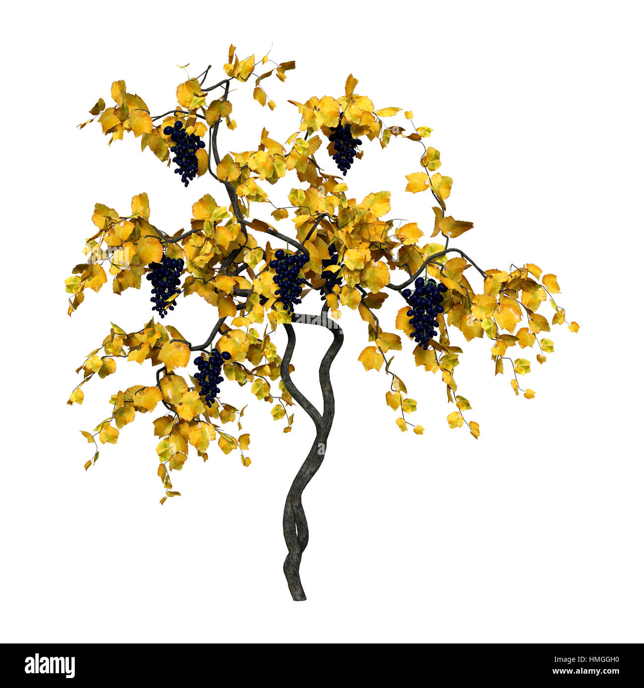 3D rendering of a grapevine plant isolated on white background Stock ...