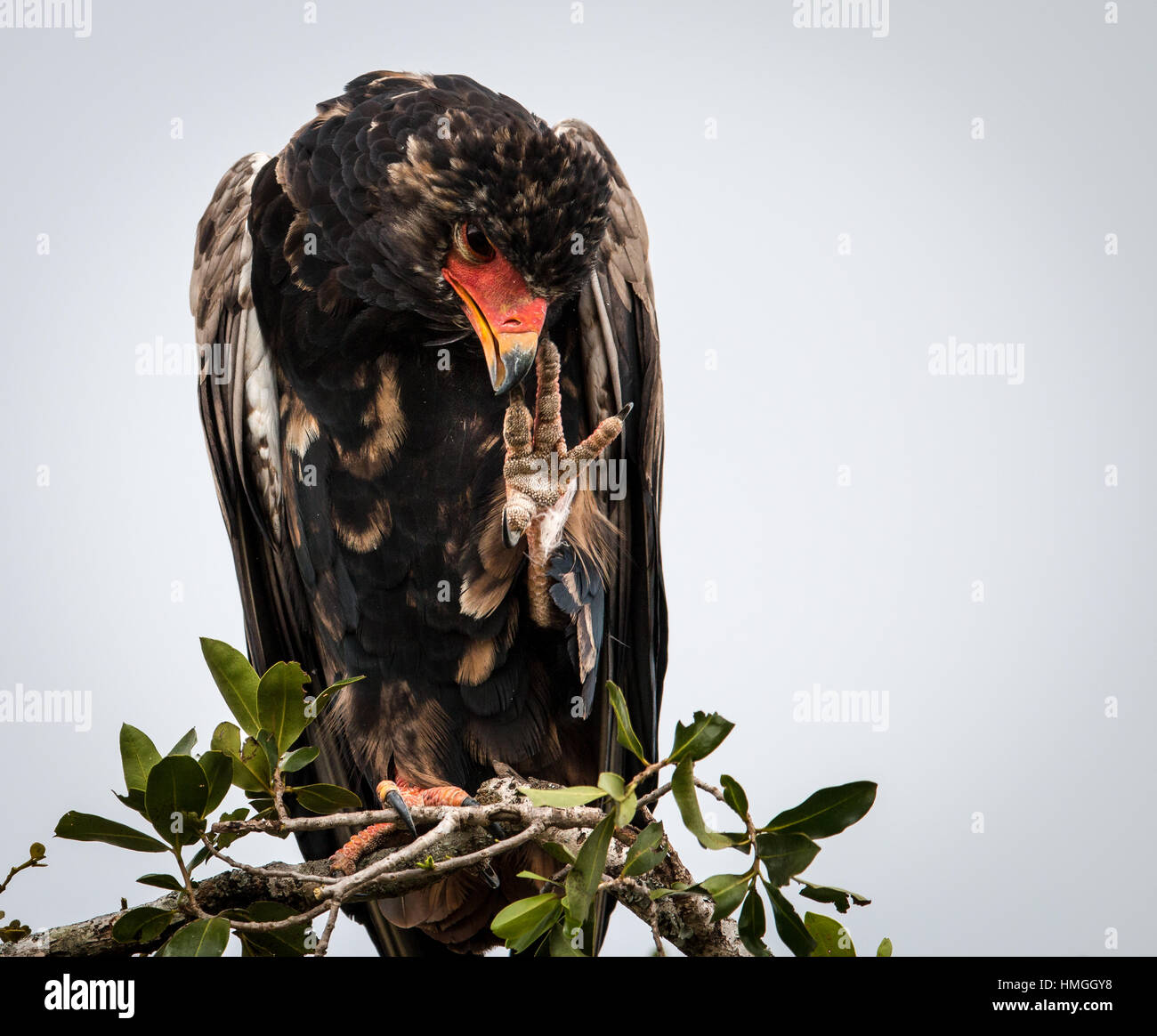 Bateleur hawk hi-res stock photography and images - Alamy